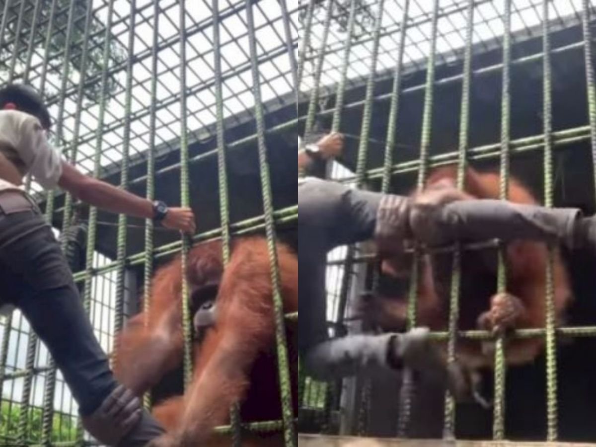 Viral Pria Ditarik Orang Utan di Kebun Binatang, Miris! Konten ...