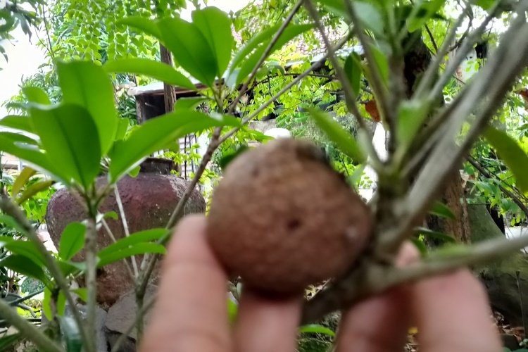 Manfaat Buah Sawo untuk Obat Demam dan Kesehatan Jantung | Barisan.co